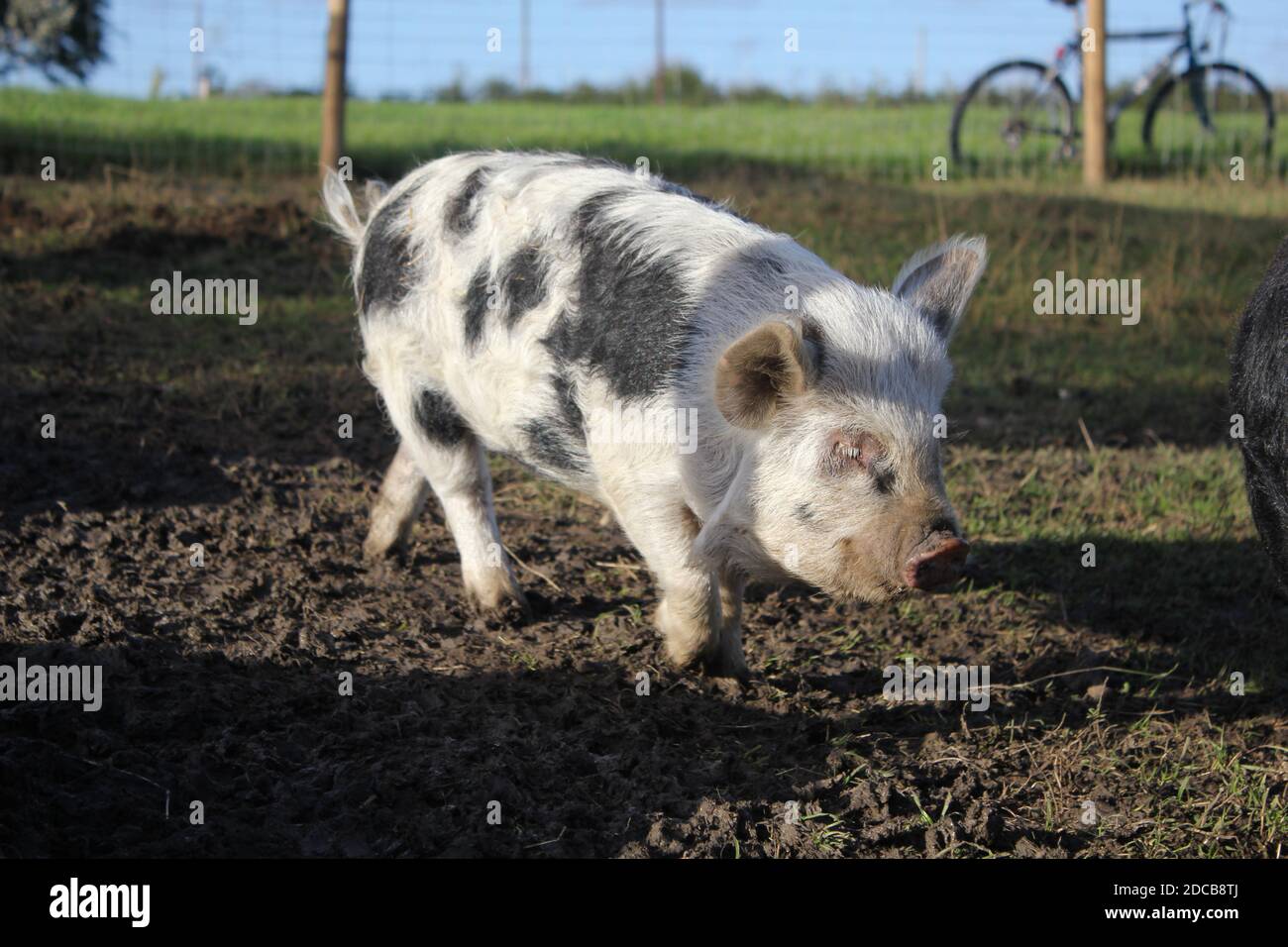 A Gloucester old spot piglet walking in field Stock Photo - Alamy