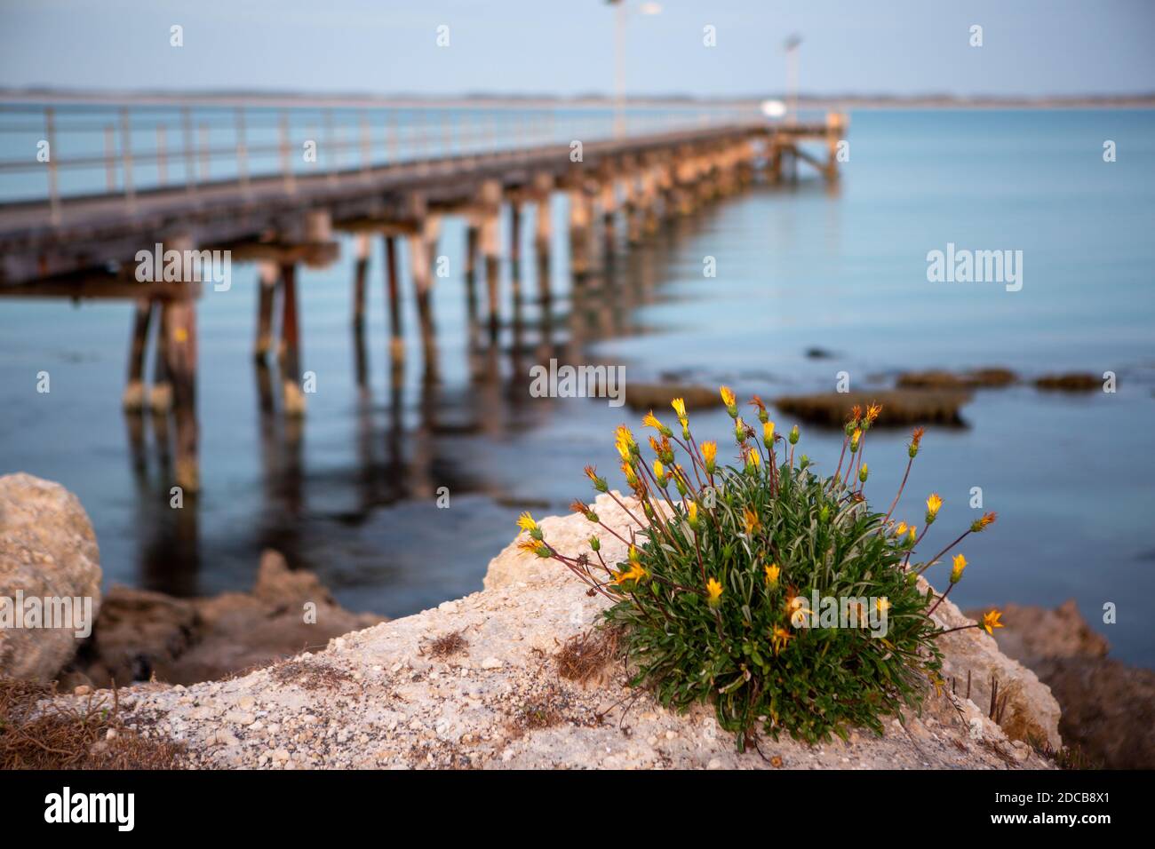 Yellow flowers selectively focused with the robe jetty blurred in teh ...