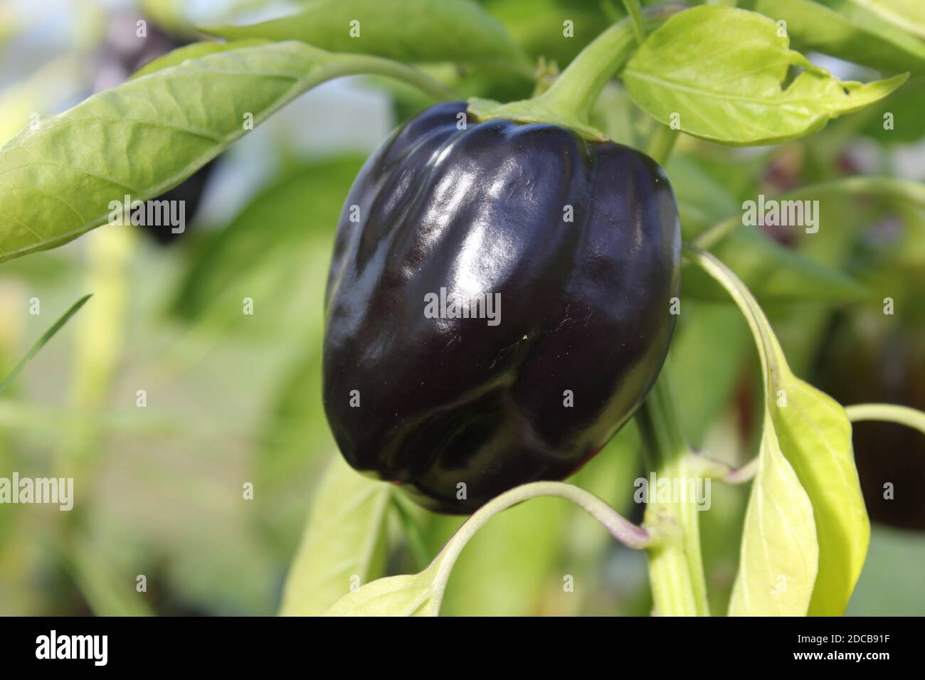 A single black or purple bell pepper growing on its plant Stock Photo ...