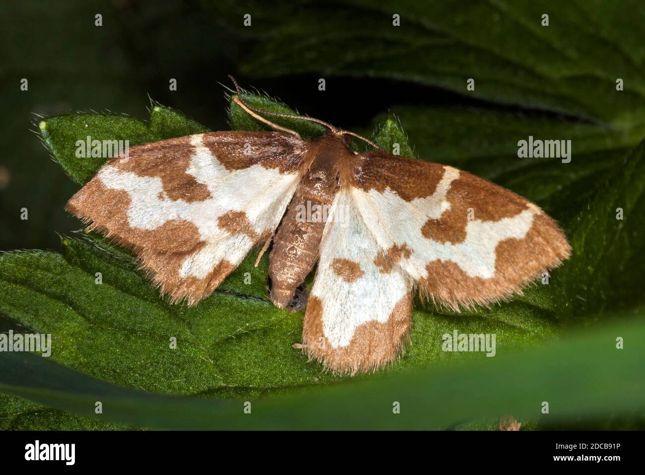 Clouded Border moth (Lomaspilis marginata) with wings outstretched ...