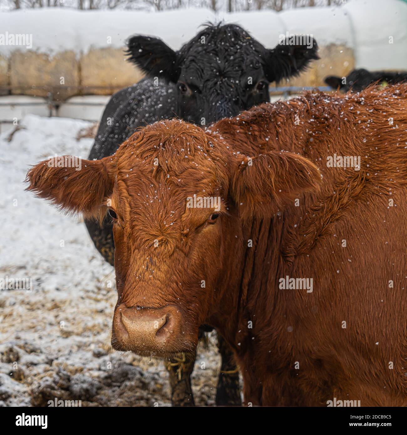 Angus cattle and mixed breed cattle in a winter barnyard Stock Photo ...