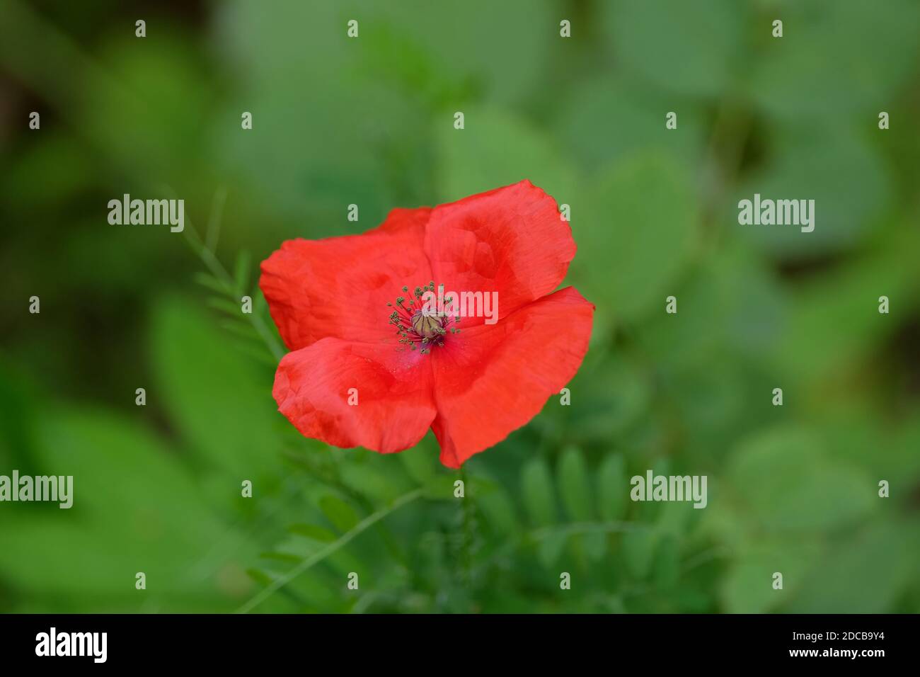 Single red poppy flower on blur green background close up view Stock ...