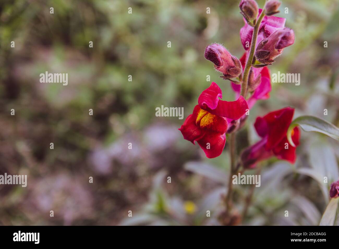 Snapdragon flower hi-res stock photography and images - Alamy