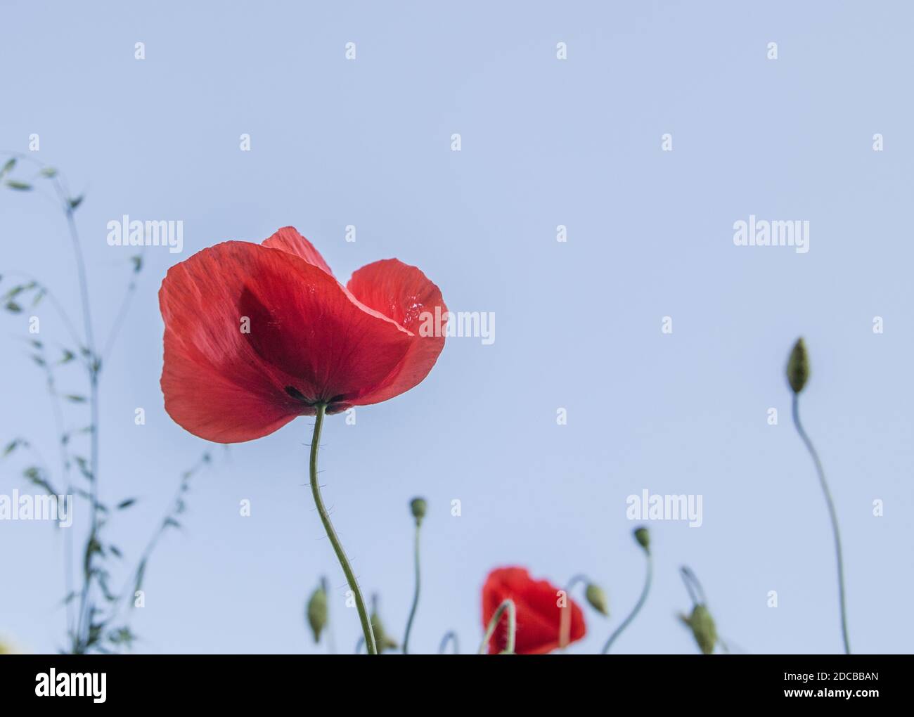 Beautiful bright red poppies close hi-res stock photography and images ...