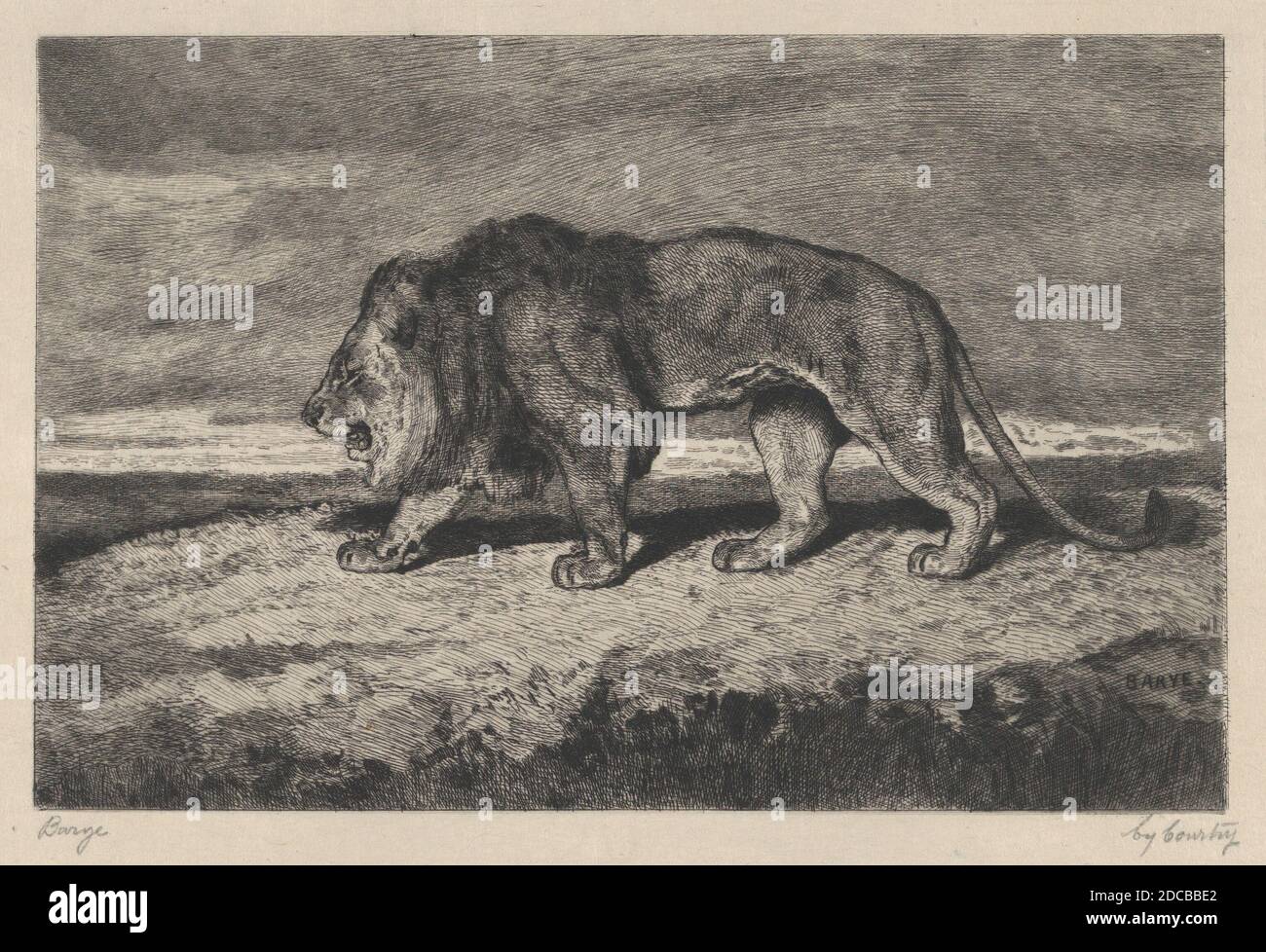 Lion walking, 1866-1897 Stock Photo - Alamy