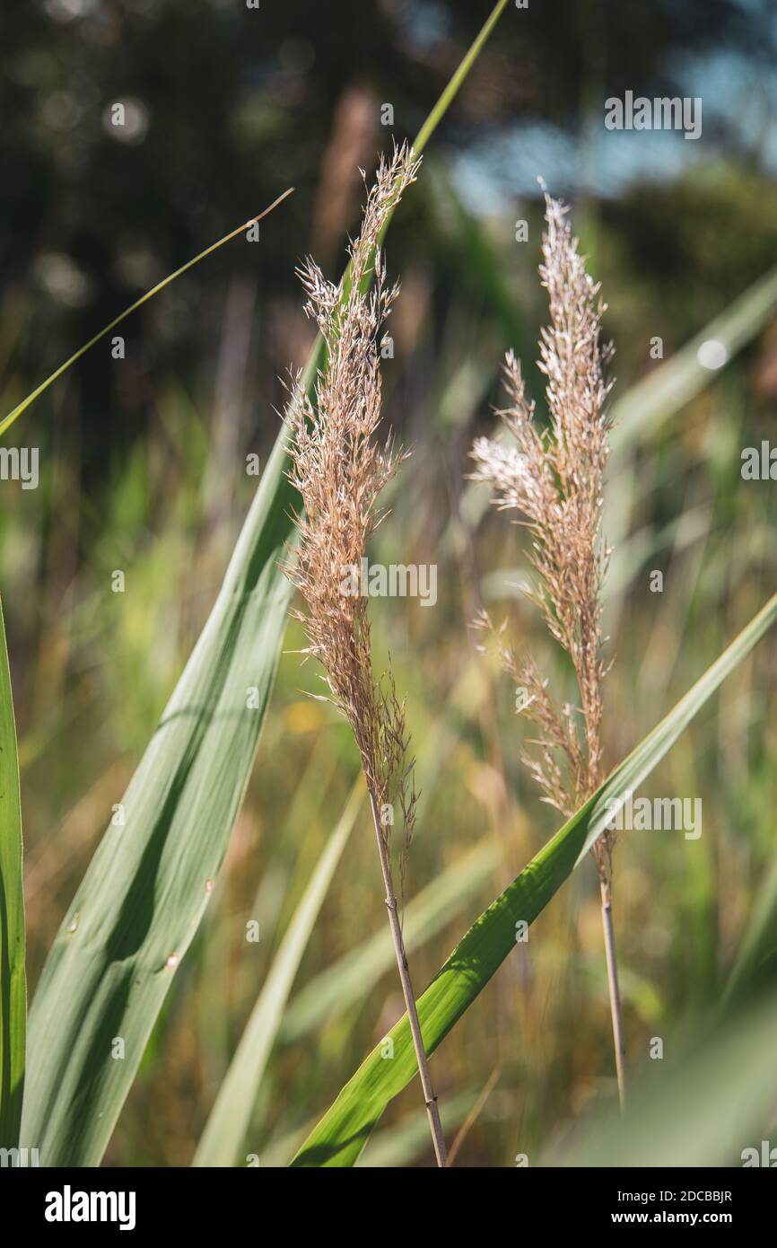Reeds in a field and blue sky Stock Photo - Alamy