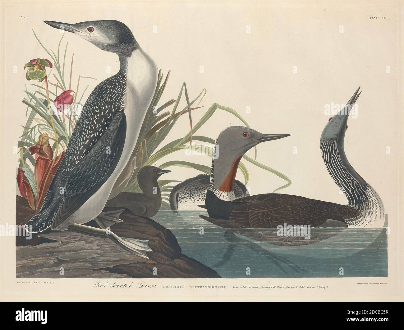 Robert Havell, Jr., (artist), American, born England, 1793 - 1878, John ...