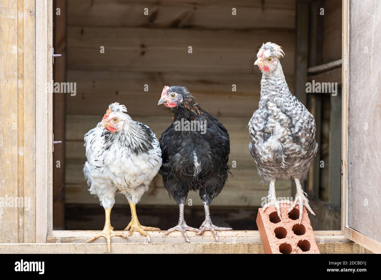 Cream crested legbar and maran chicks in the garden Stock Photo - Alamy