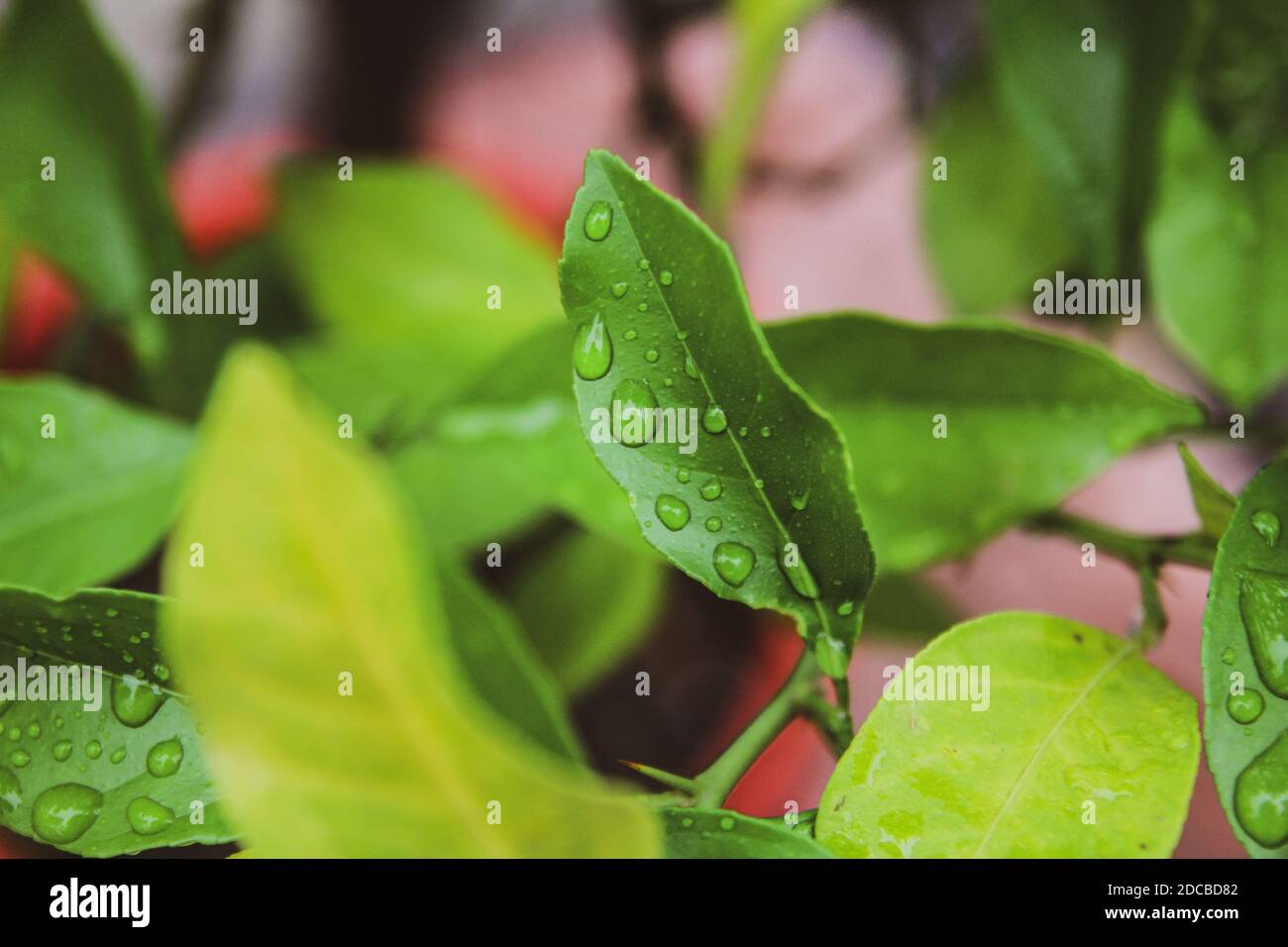 Morning dew on tree leaves hi-res stock photography and images - Alamy