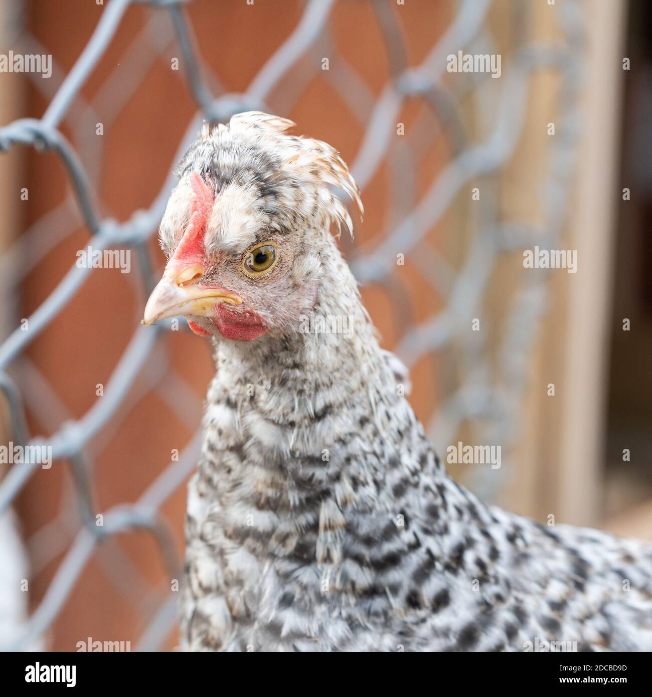 Cream crested legbar chick close up in the garden Stock Photo - Alamy