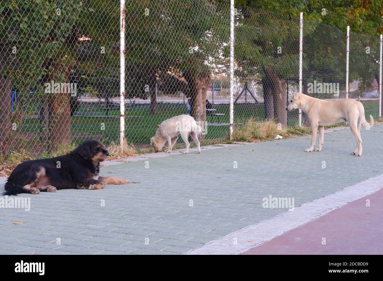 Dogs at park Stock Photo - Alamy