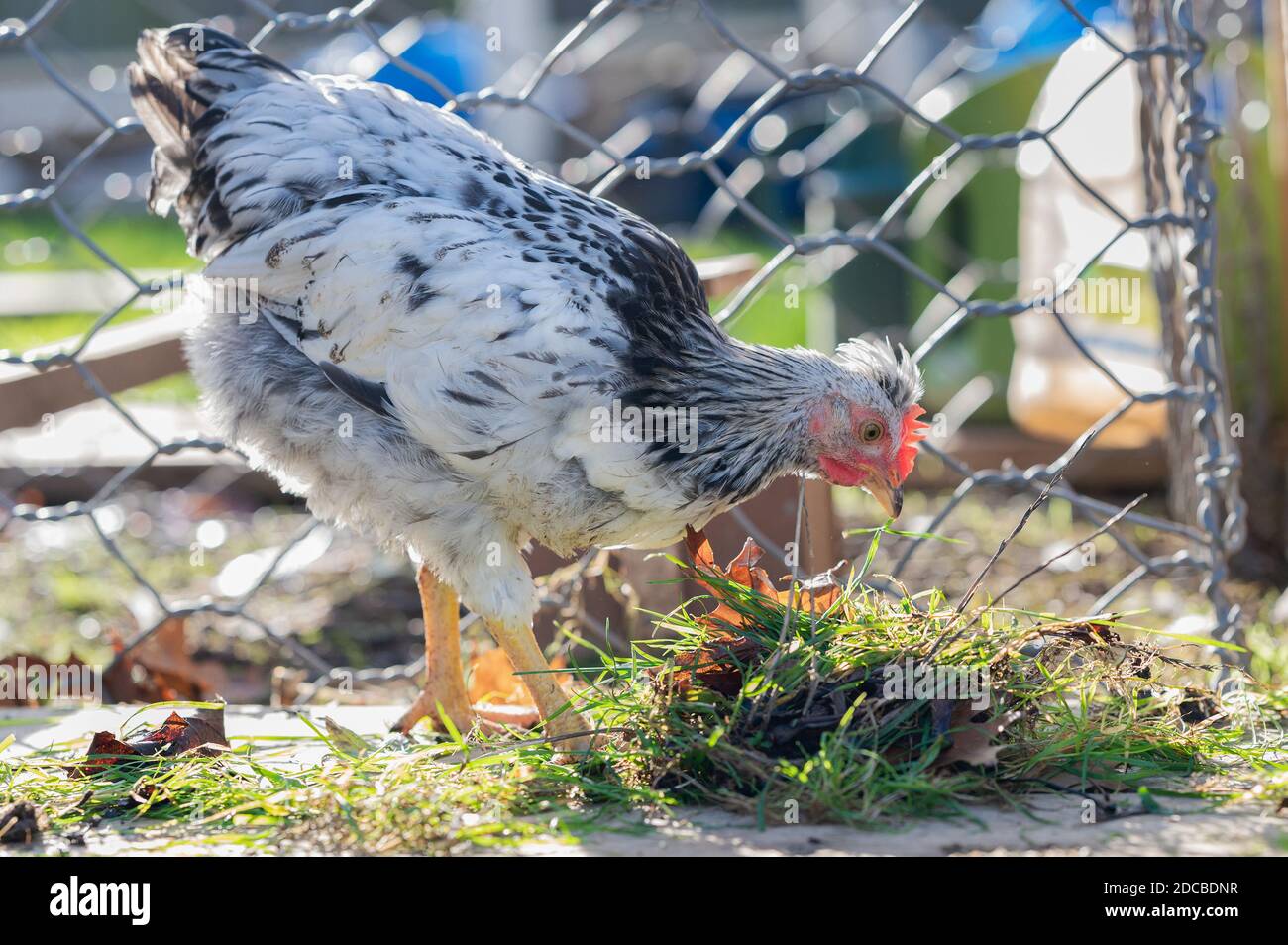 Cream crested legbar chick close up in the garden Stock Photo - Alamy