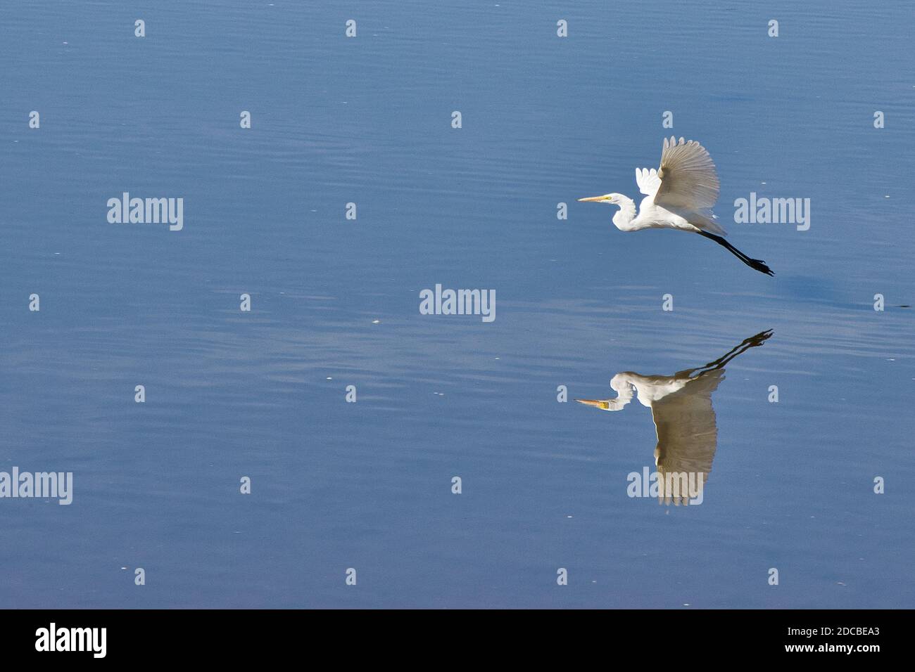 An amazing shot of a beautiful heron bird flying over lake water with a ...