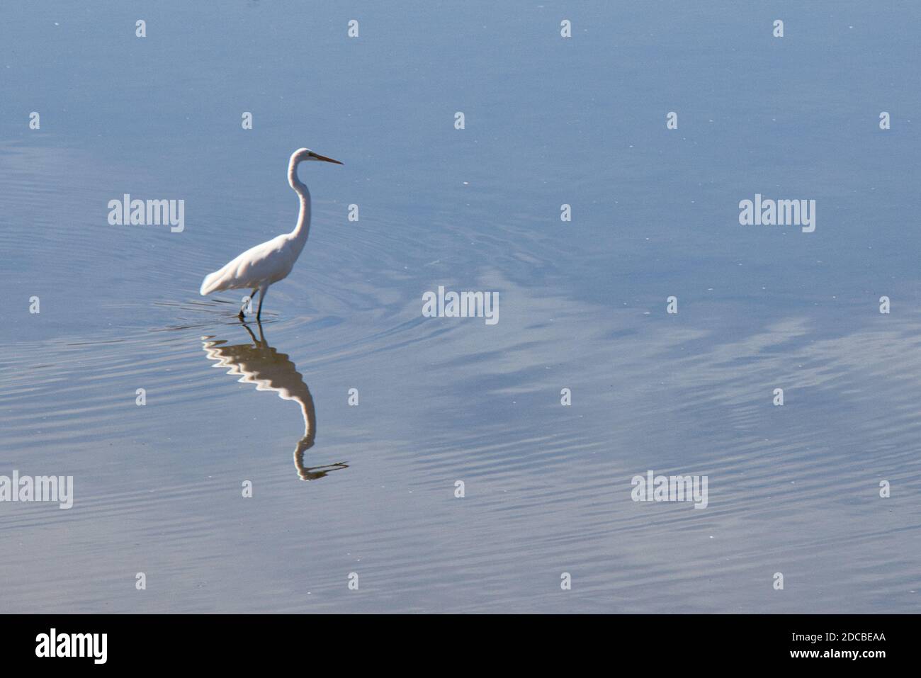 An amazing shot of a beautiful heron bird with a distorted reflection ...