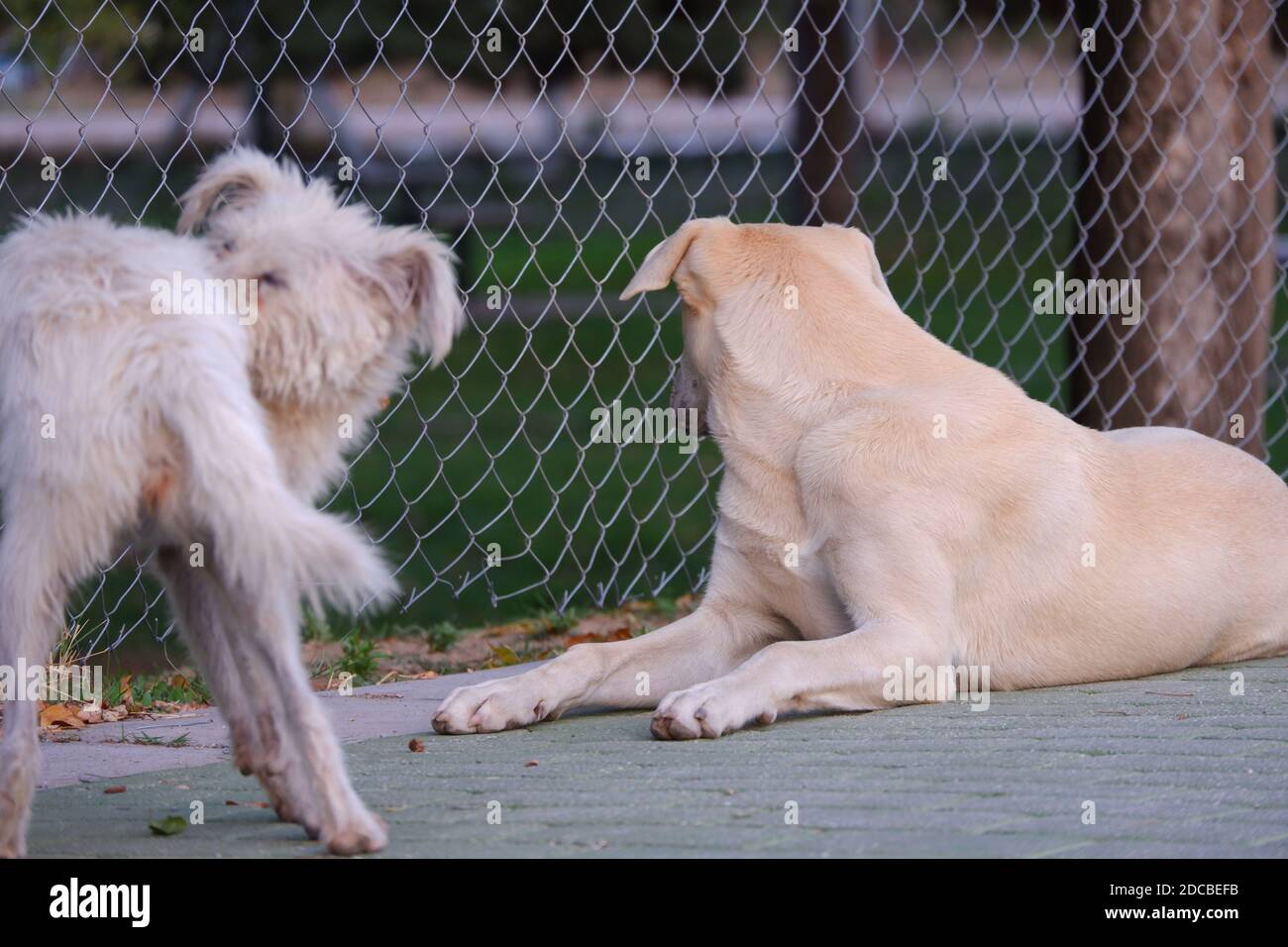 Dogs at park Stock Photo - Alamy