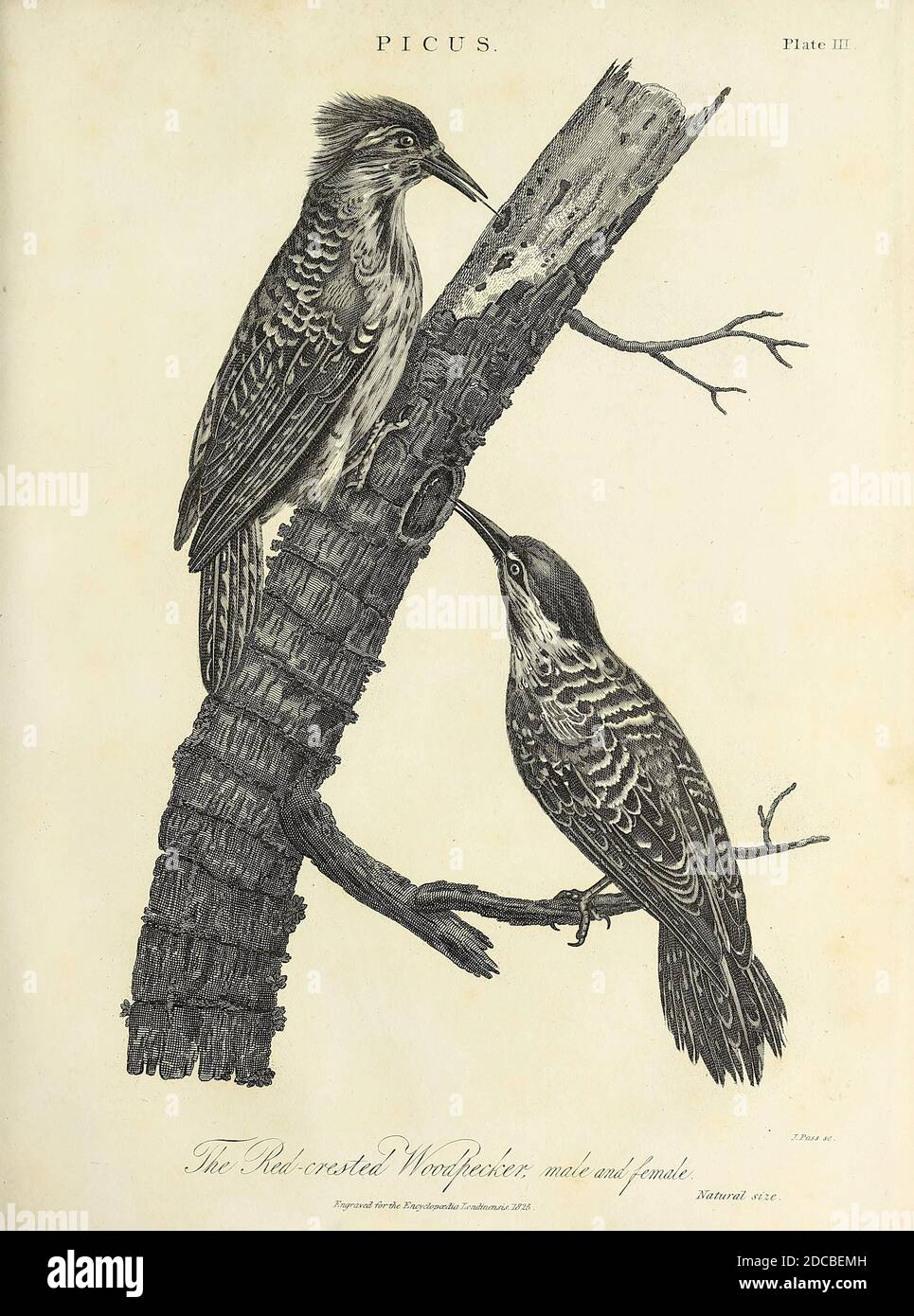 Picus is a genus of birds in the woodpecker family. These are large ...