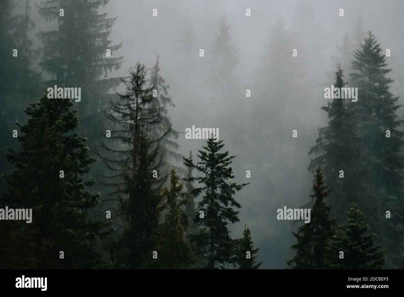 A mesmerizing shot of high trees in a fog Stock Photo - Alamy