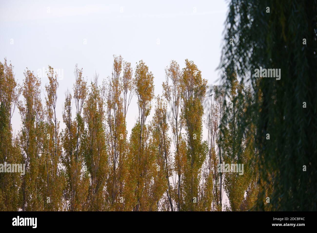 Red poplar hi-res stock photography and images - Alamy