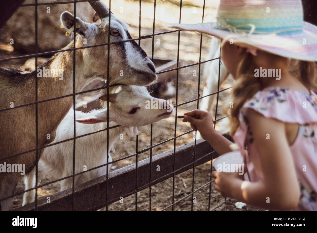 Child feeding farm animals hi-res stock photography and images - Alamy