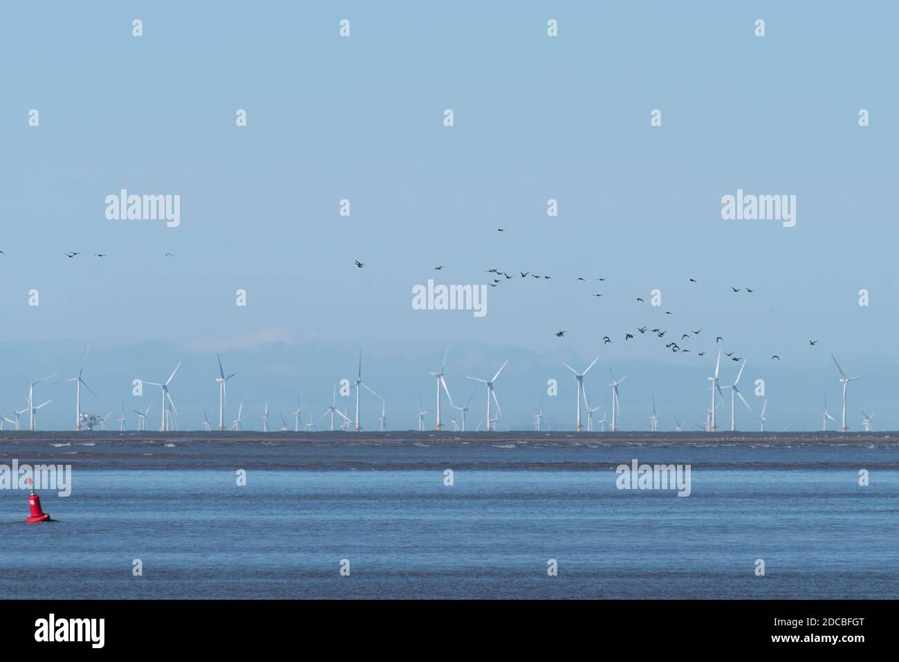 Birds in flight, in front of wind farm, Morecambe Bay, Lancashire, UK ...