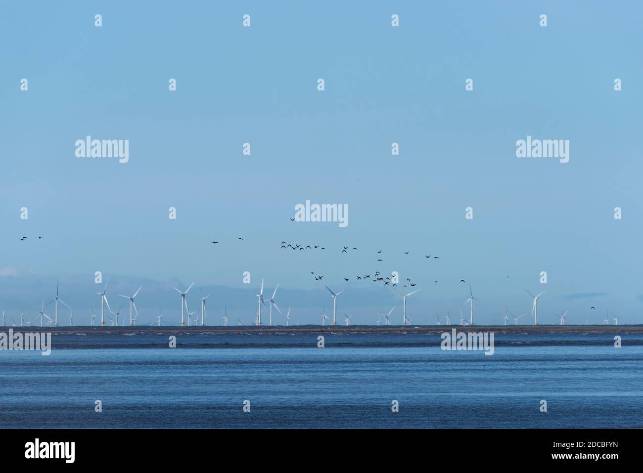 Birds in flight, in front of wind farm, Morecambe Bay, Lancashire, UK ...