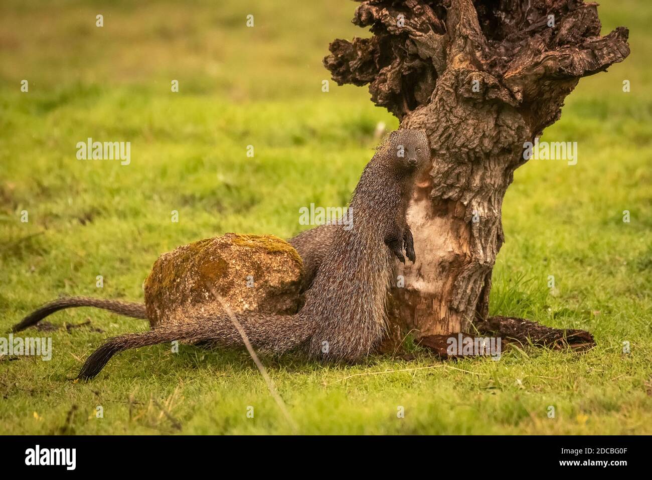 Egyptian mongooses hi-res stock photography and images - Alamy
