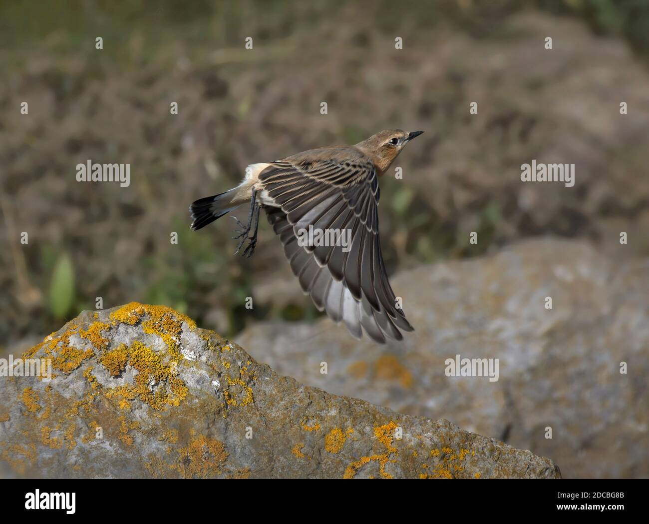 Wheatear, Oenanthe oenanthe, female, in flight, Morecambe Bay ...