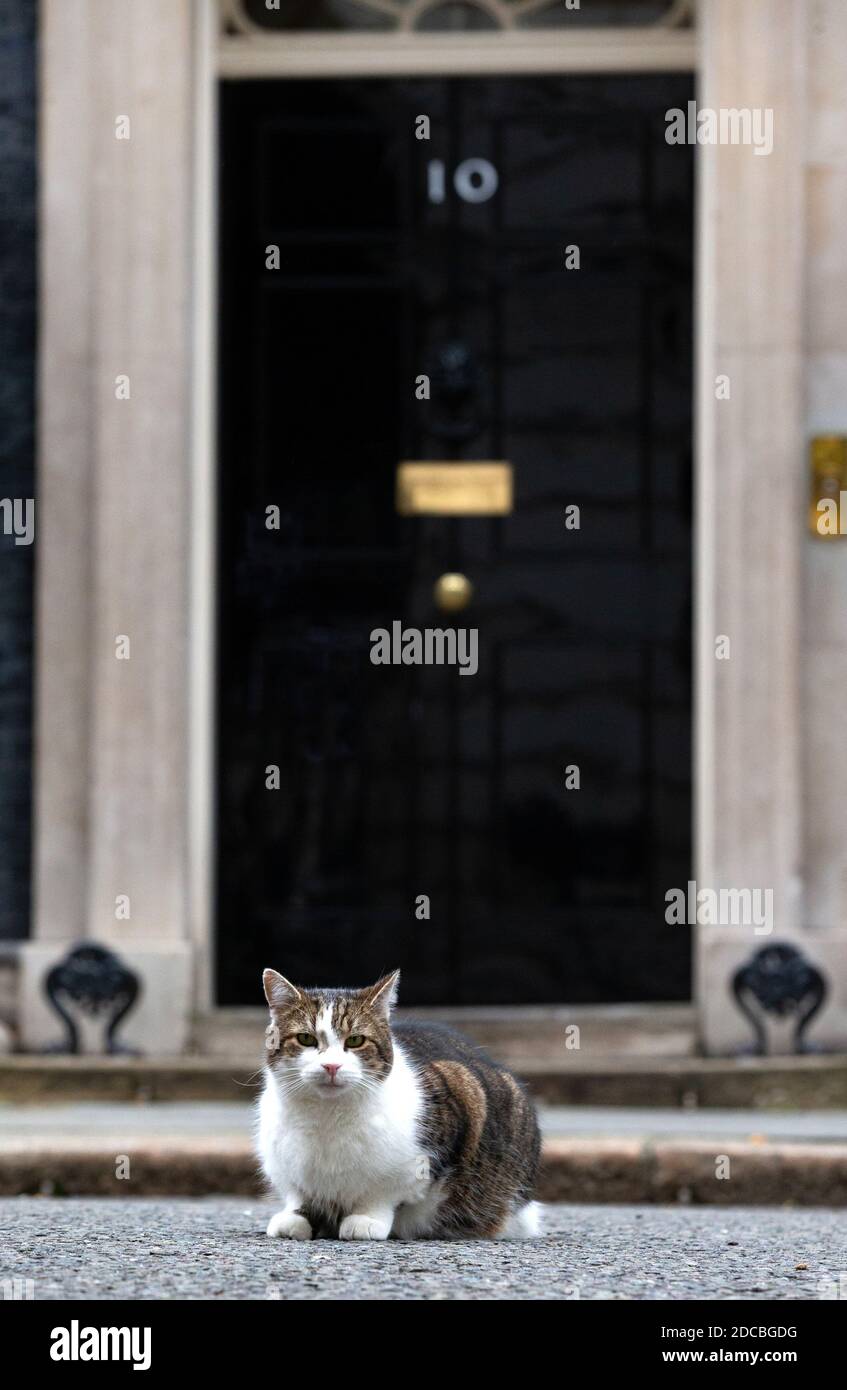 Larry chief mouser to the treasury hi-res stock photography and images ...