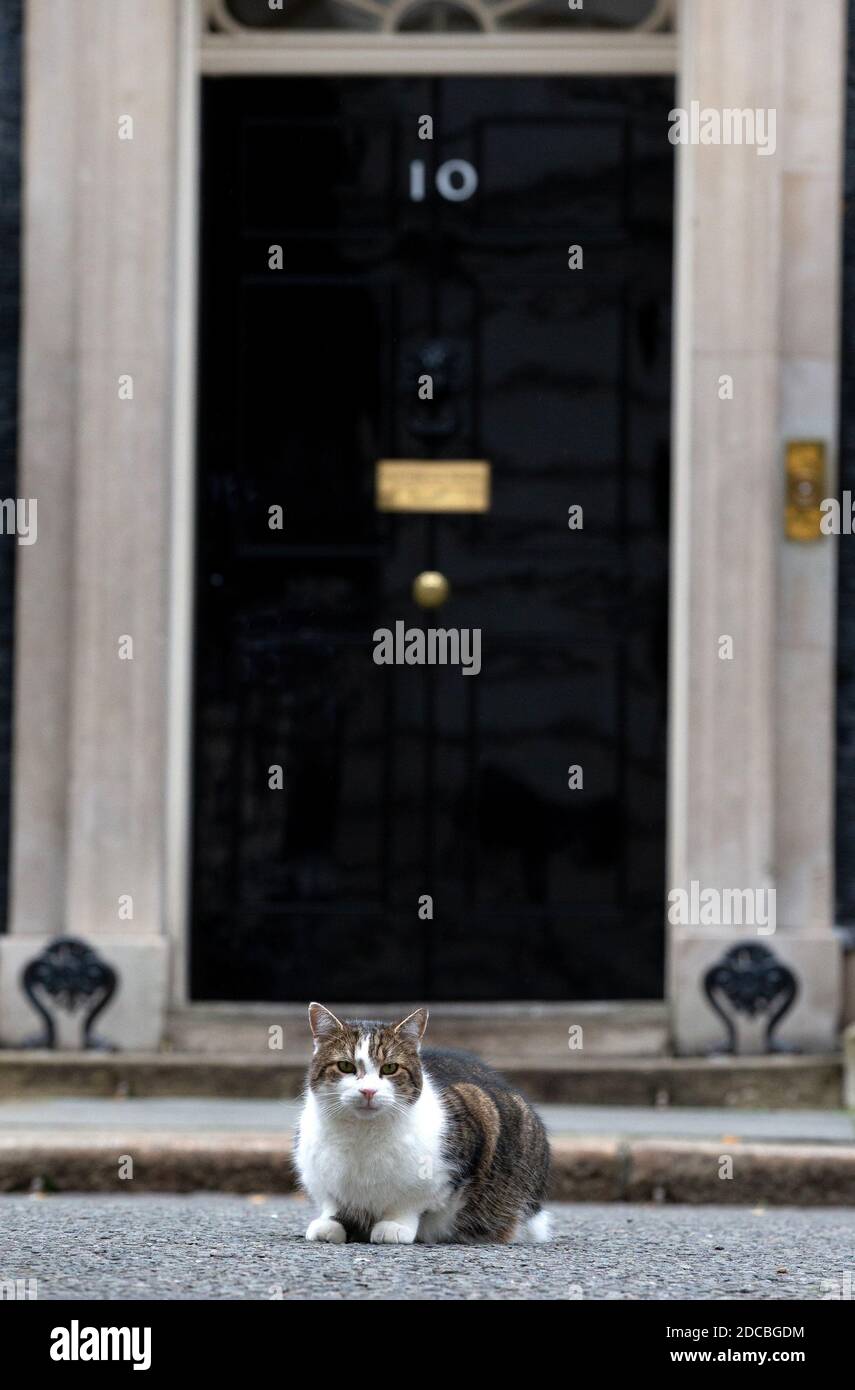 Larry chief mouser to the treasury hi-res stock photography and images ...