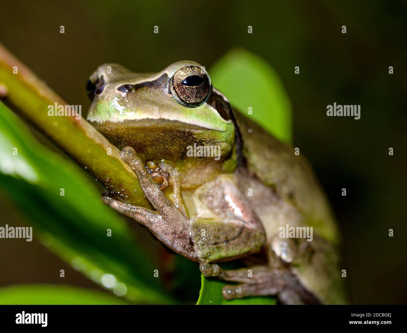 mediterranean tree frog, hyla meridionalis Stock Photo - Alamy