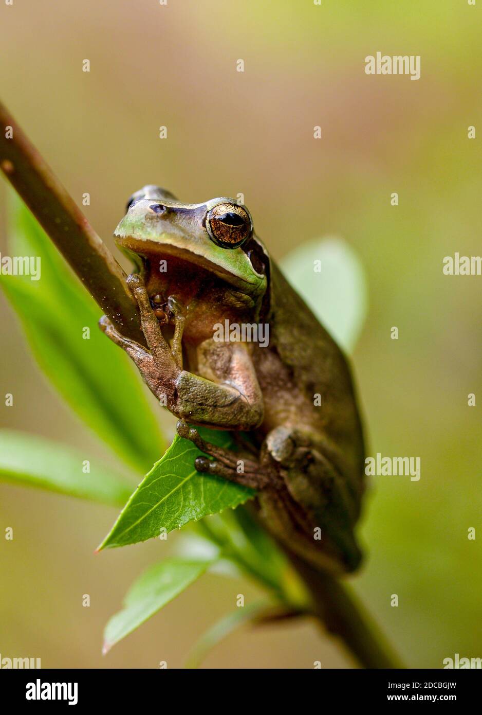 mediterranean tree frog, hyla meridionalis Stock Photo - Alamy