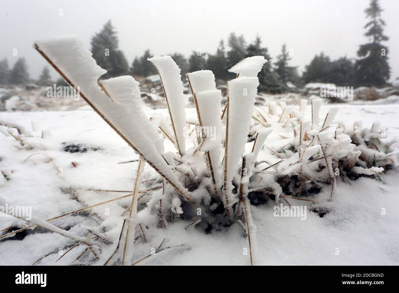 Schierke, Germany. 20th Nov, 2020. Snow and ice covers the grasses on ...