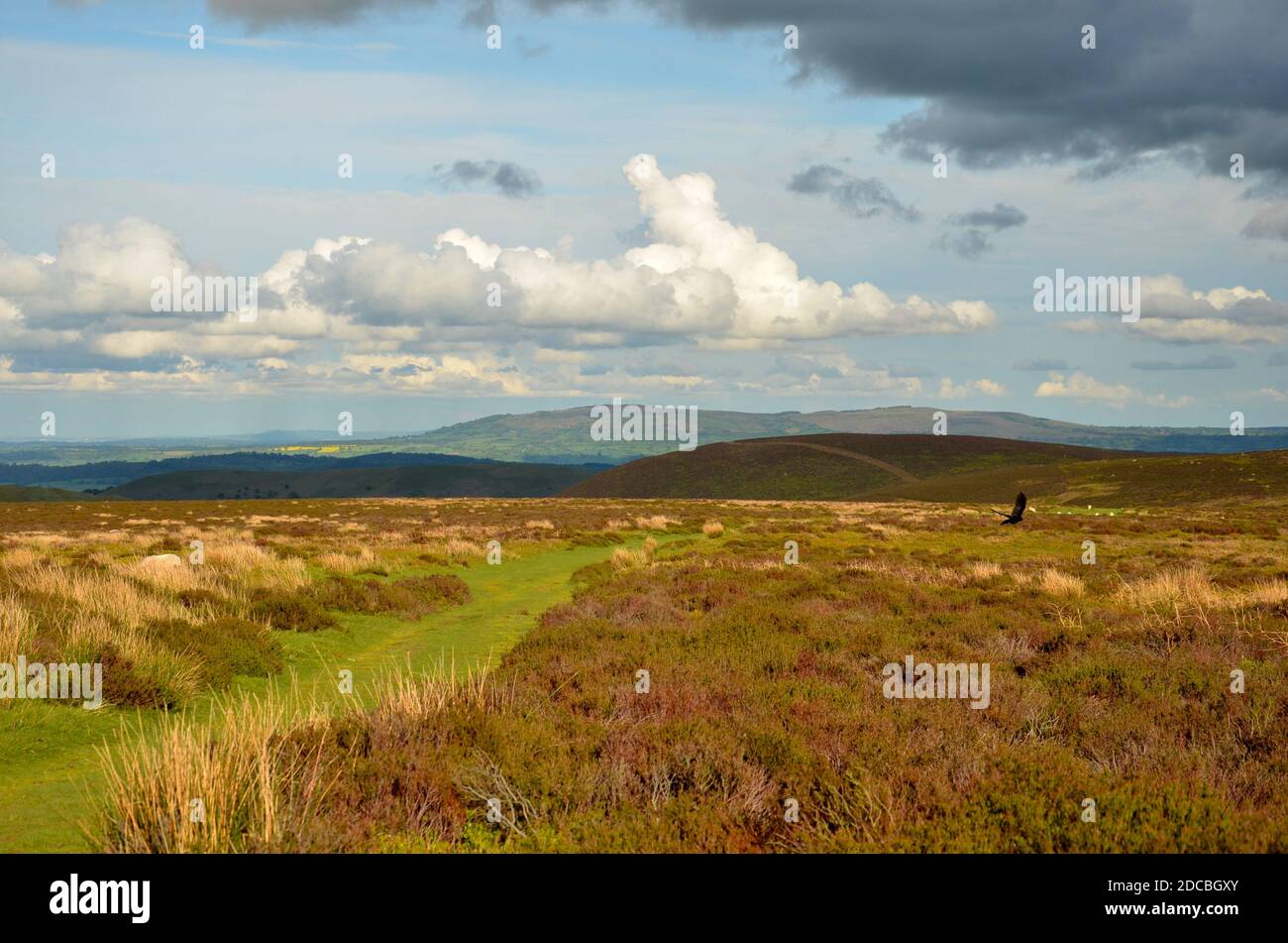 View of Church Stretton hills in Shropshire. The green lush grass and ...