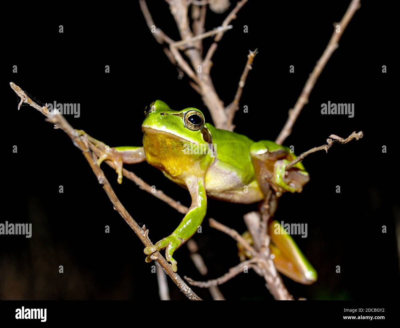 mediterranean tree frog, hyla meridionalis Stock Photo - Alamy