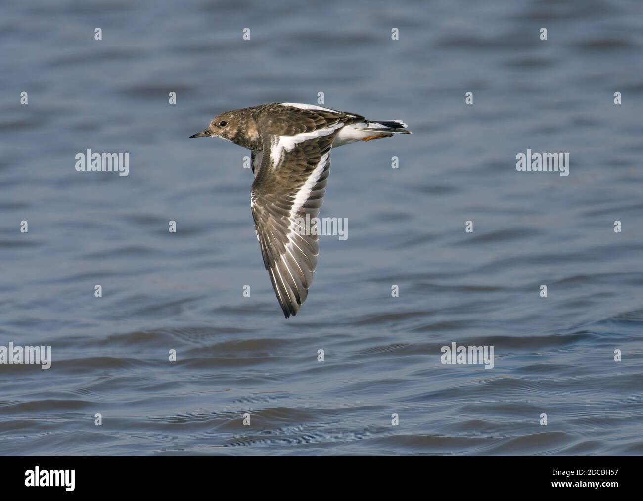 Ruddy turnstone, Arenaria interpres, in flight over water, Morecambe ...