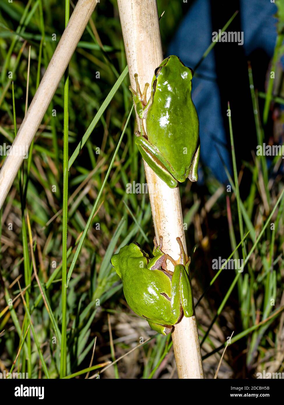 mediterranean tree frog, hyla meridionalis and common tree frog, hyla ...