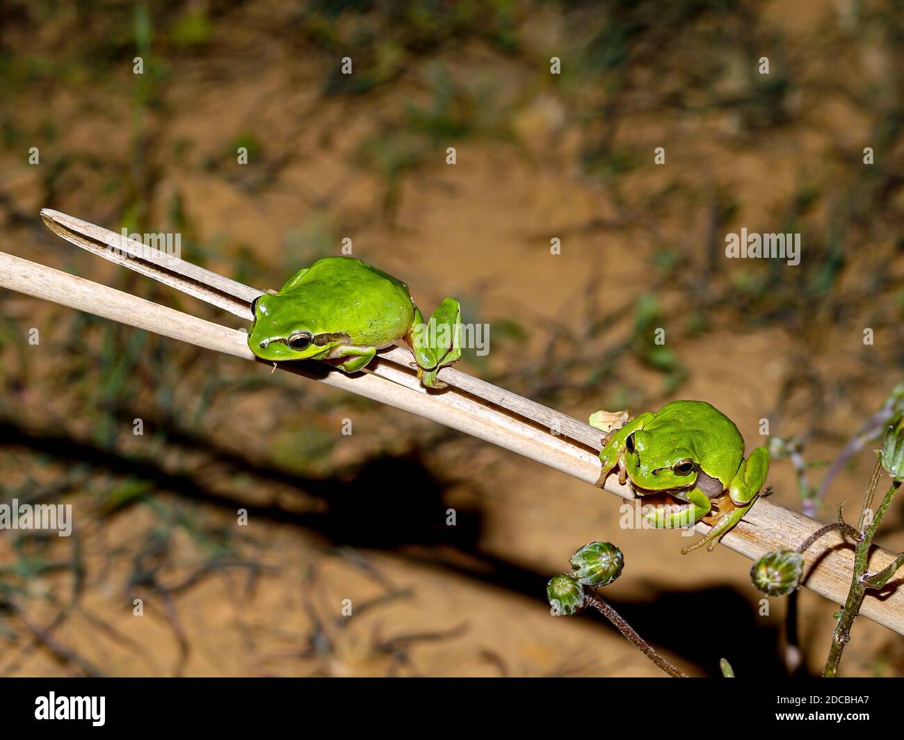 mediterranean tree frog, hyla meridionalis and common tree frog, hyla ...