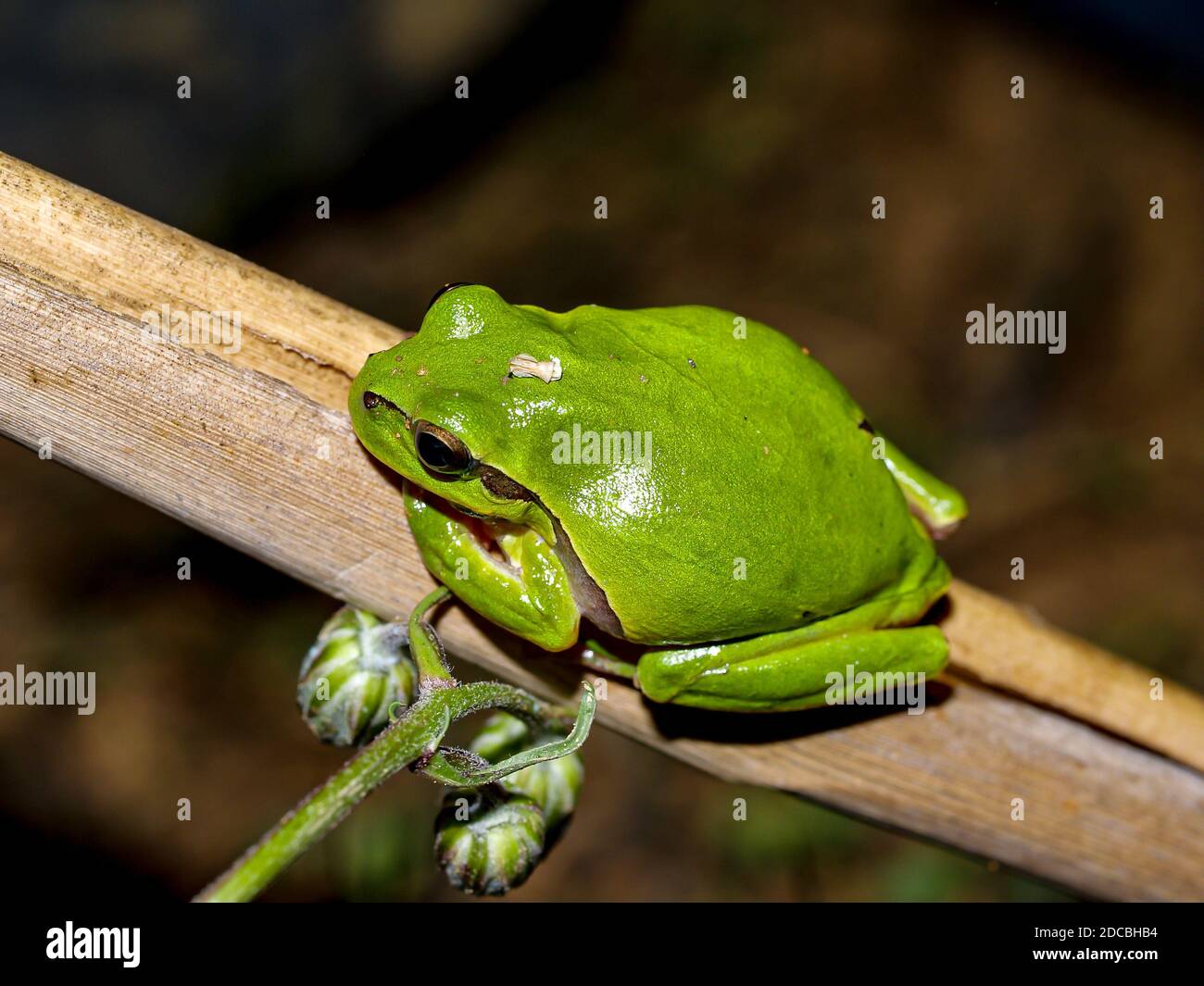 mediterranean tree frog, hyla meridionalis in spain Stock Photo - Alamy
