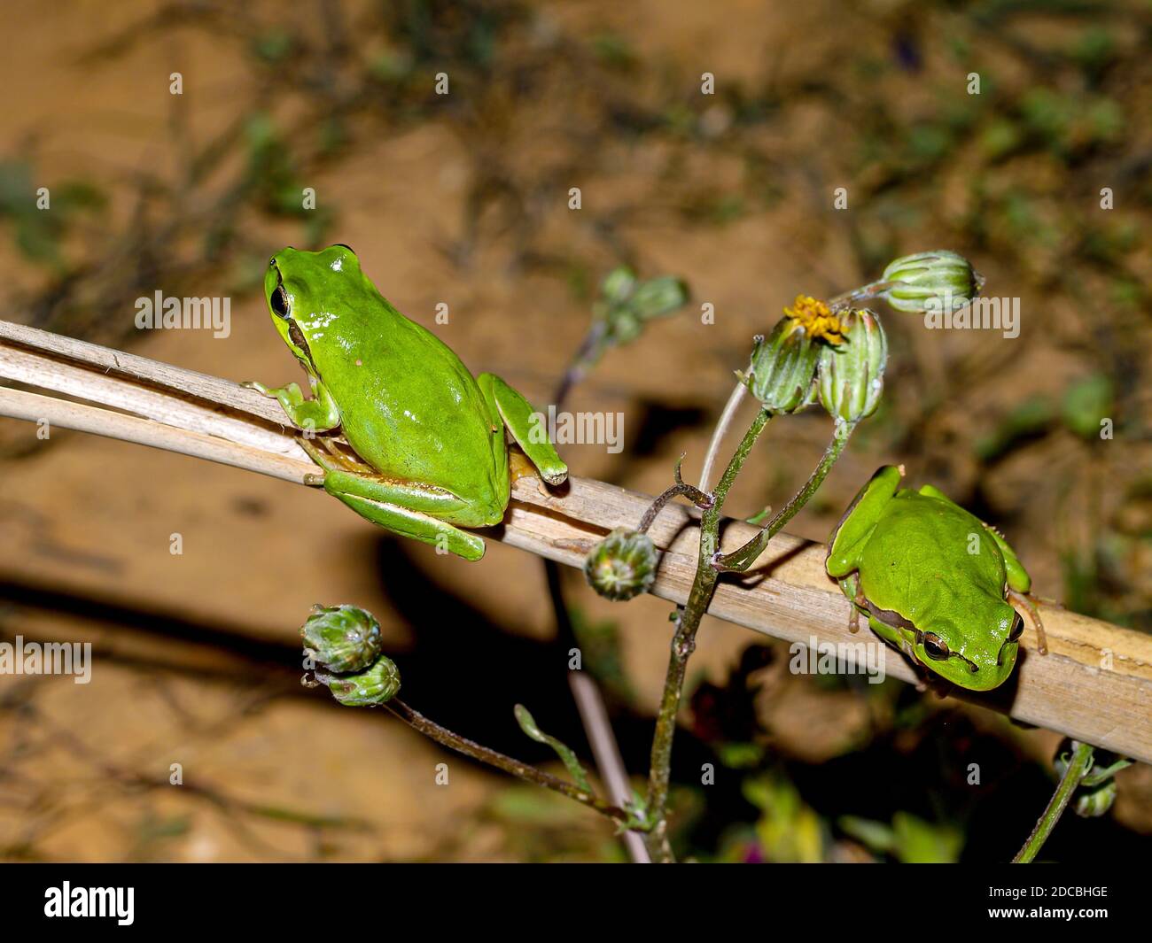 mediterranean tree frog, hyla meridionalis and common tree frog, hyla ...