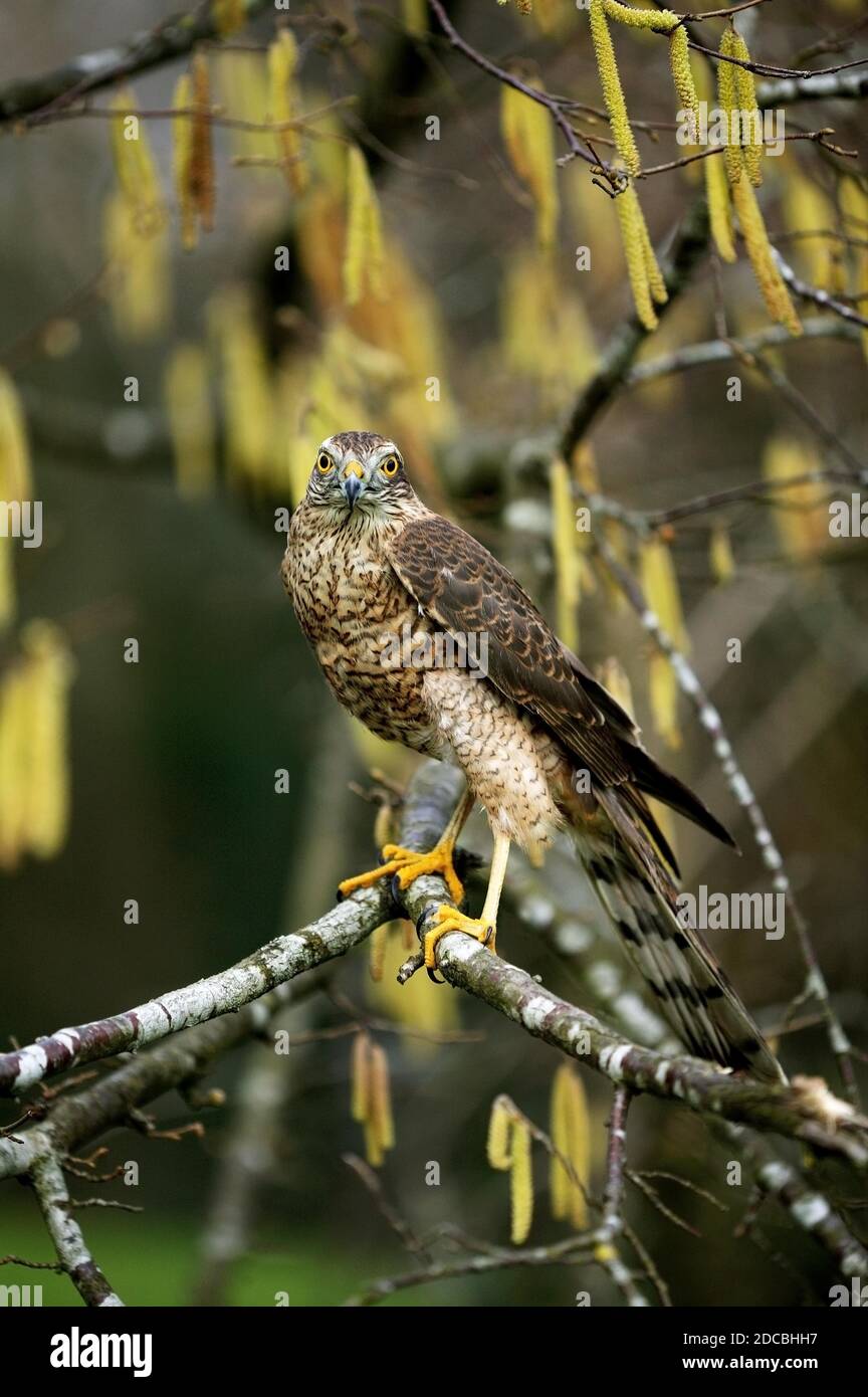 EUROPEAN SPARROWHAWK accipiter nisus, ADULT STANDING IN HAZELNUT TREE ...