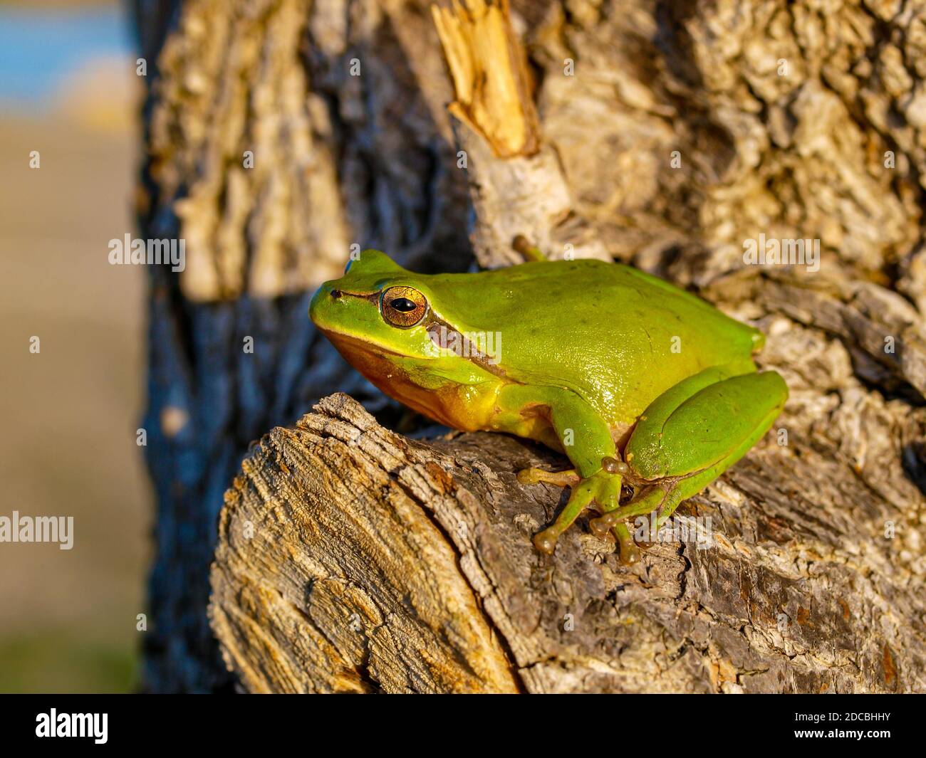mediterranean tree frog, hyla meridionalis in spain Stock Photo - Alamy