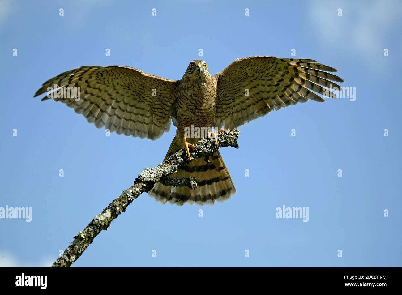 EUROPEAN SPARROWHAWK accipiter nisus, ADULT TAKING OFF FROM BRANCH ...