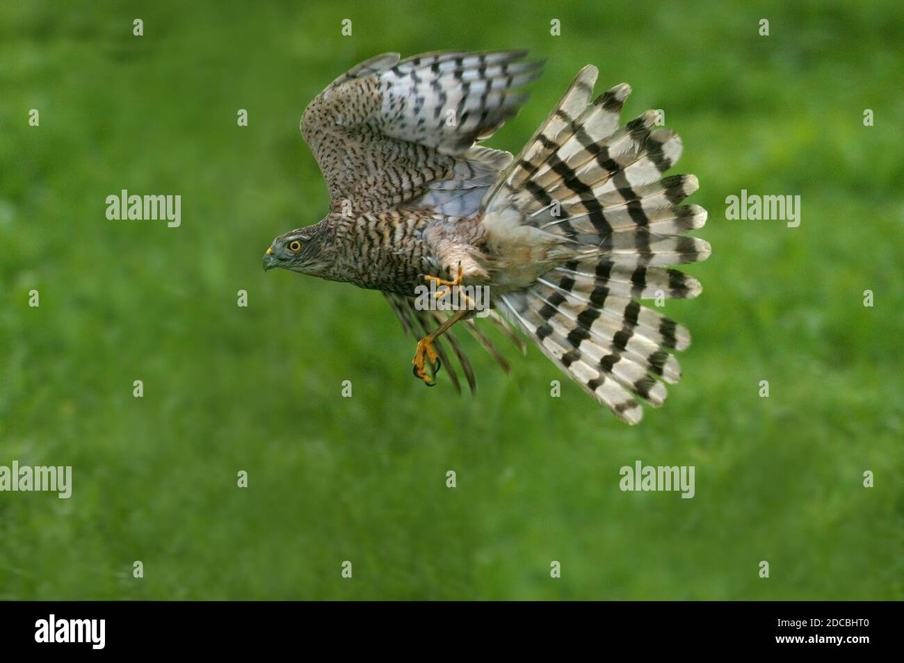 EUROPEAN SPARROWHAWK accipiter nisus, ADULT IN FLIGHT Stock Photo - Alamy