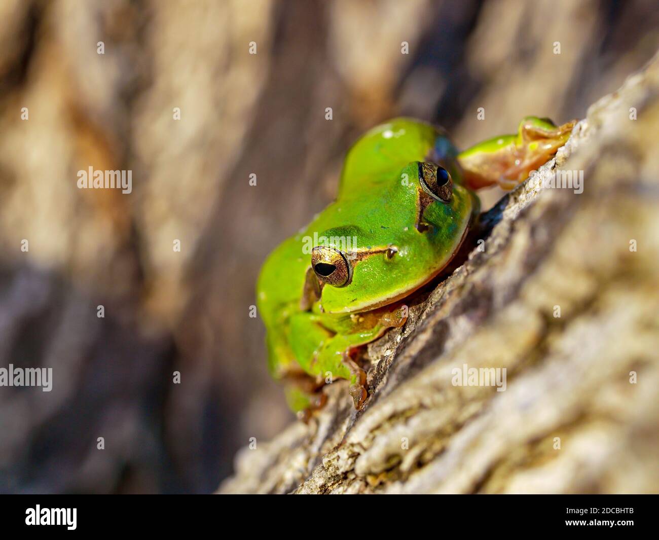 mediterranean tree frog, hyla meridionalis in spain Stock Photo - Alamy