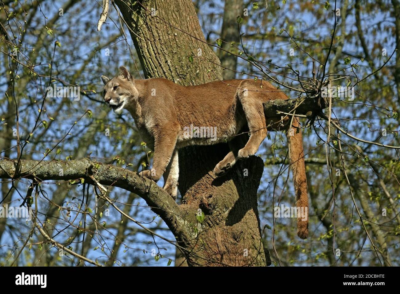 COUGAR puma concolor, ADULT STANDING IN TREE, LOOKING OUT Stock Photo ...
