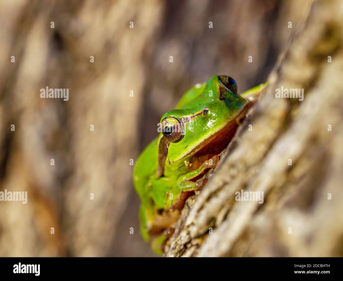 mediterranean tree frog, hyla meridionalis in spain Stock Photo - Alamy