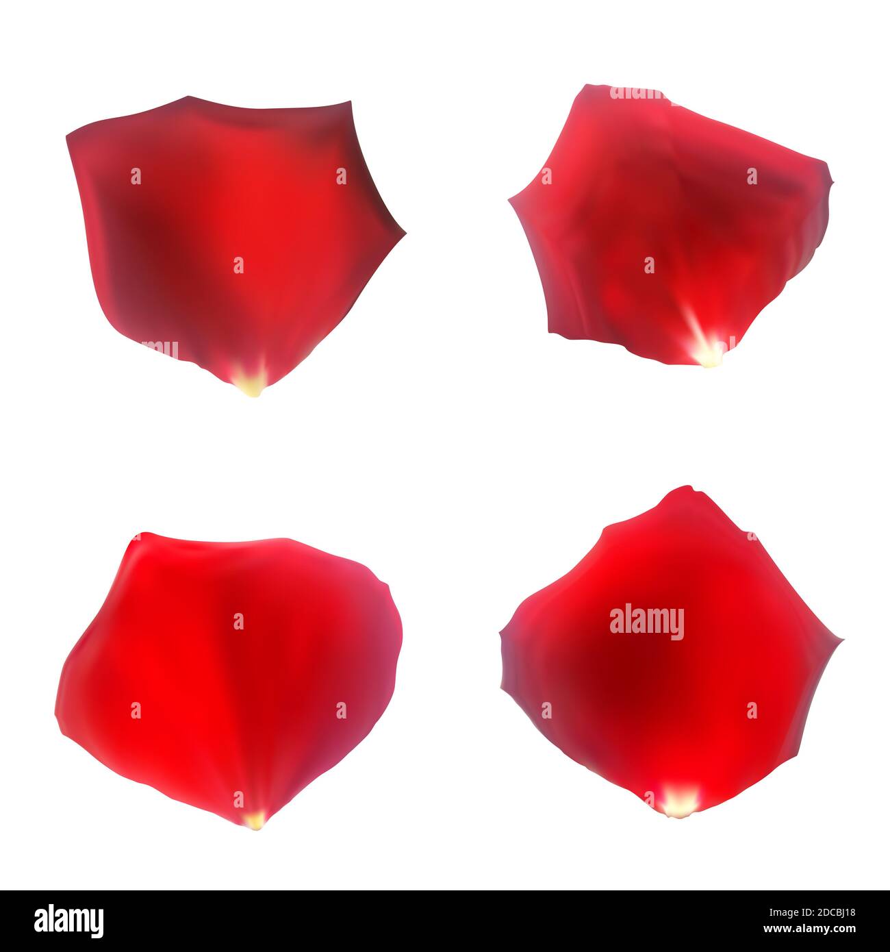 Abstract Natural Rose Petals on White Background Background Realistic ...