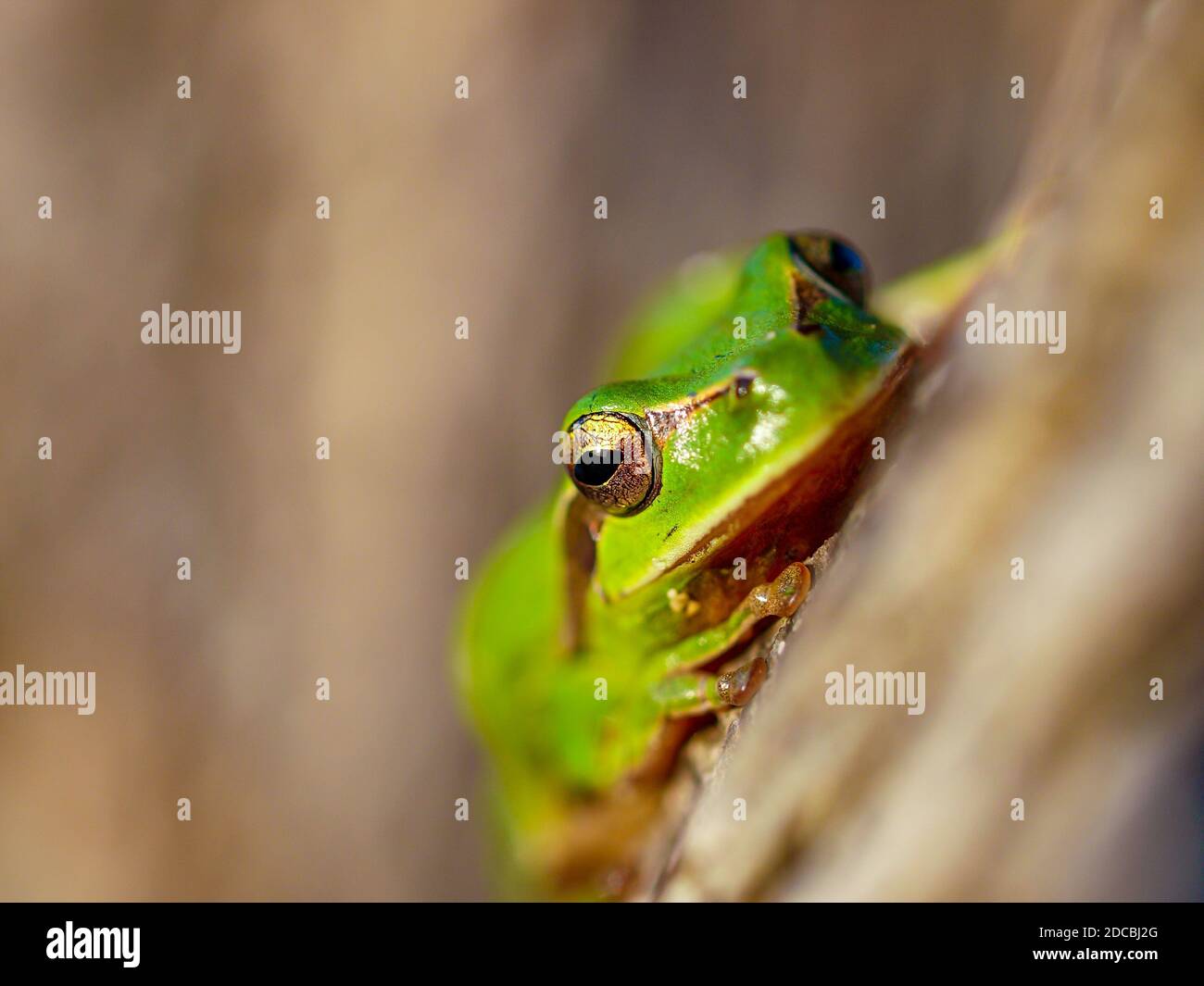 mediterranean tree frog, hyla meridionalis in spain Stock Photo - Alamy