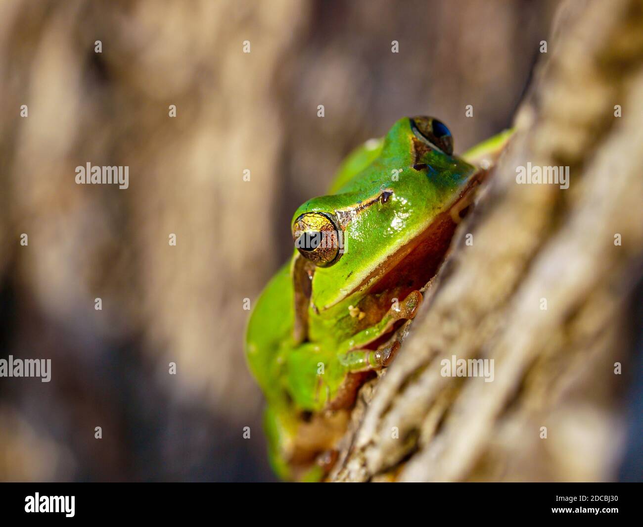 mediterranean tree frog, hyla meridionalis in spain Stock Photo - Alamy