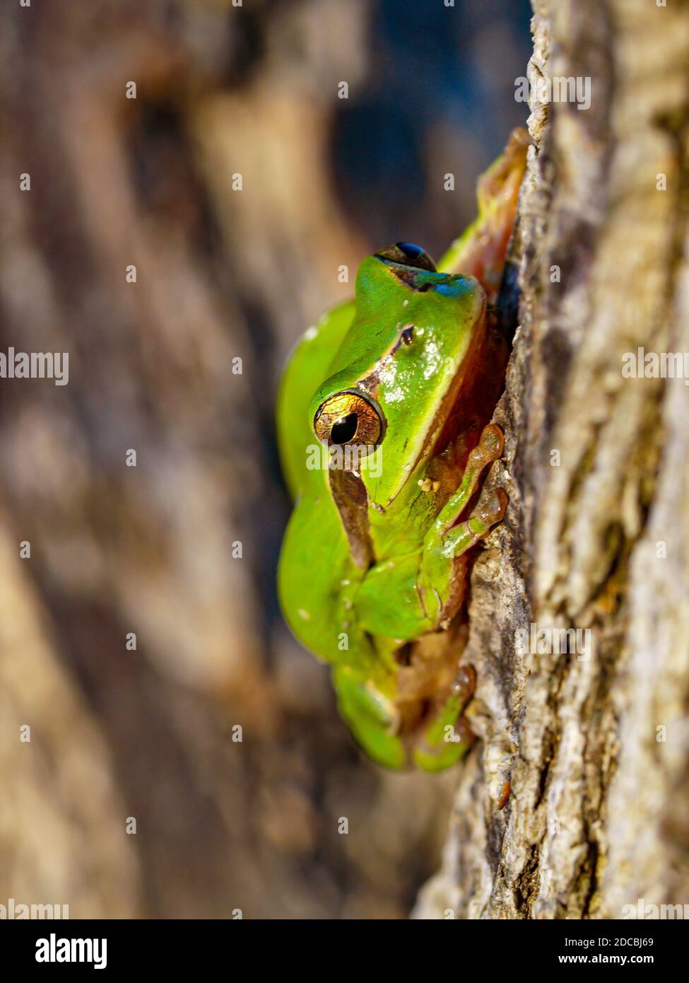 mediterranean tree frog, hyla meridionalis in spain Stock Photo - Alamy